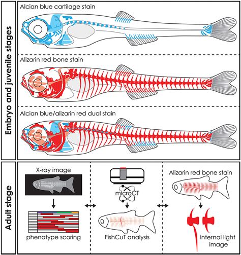 Frontiers Zebrafish A Resourceful Vertebrate Model To Investigate