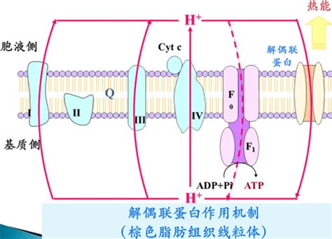生物化学第六章生物氧化二 哔哩哔哩