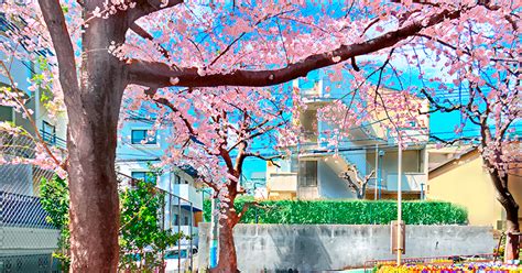 フリー素材 【背景素材】街の中・桜など5枚 佐藤敏のイラスト Pixiv
