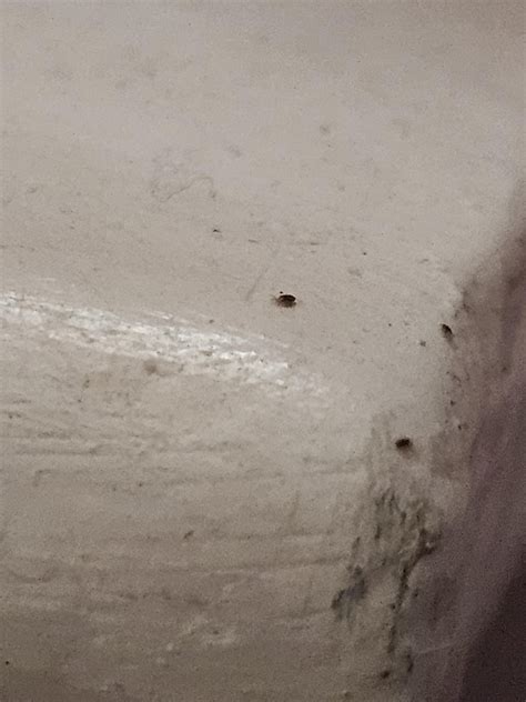 Is This Bird Mite R Birdmites