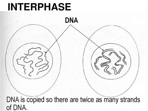 Cell Processes Notes Ppt Download