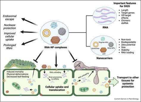 Review Improving Rna Based Crop Protection Through Nanotechnology And