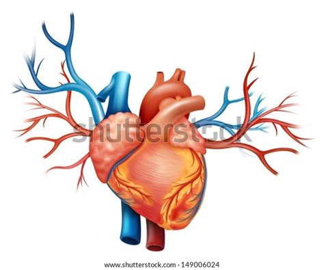Heart Arterial Branches Photos And Images Shutterstock