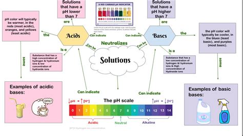 Acids Neutral And Bases Substances Scale With Examples Outline Diagram