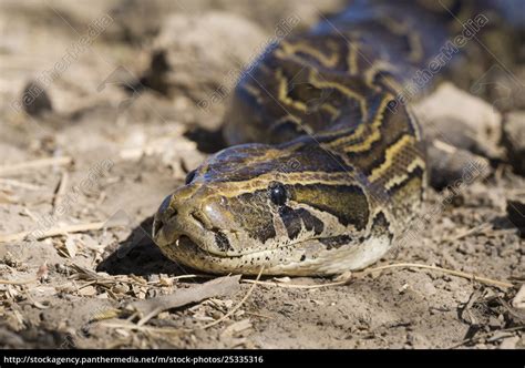 African Rock Python Python Sebae On Ground Djoudj Lizenzfreies Bild