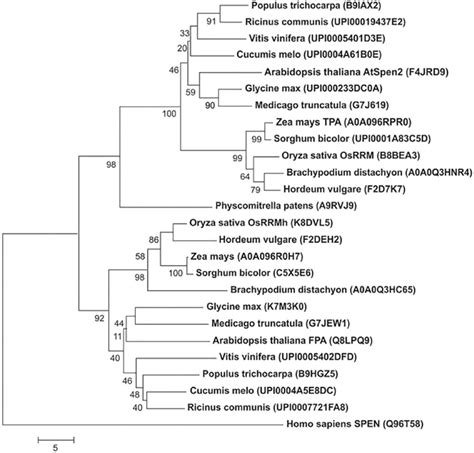 Dendogram Inferred Using Neighbor Joining Of Plant Spen Proteins