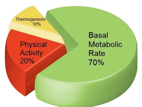 Bmr Basal Metabolic Rate Satnaam Herbals