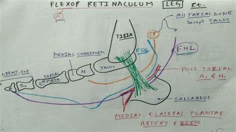 Flexor Retinaculum Of Foot Captions Nature