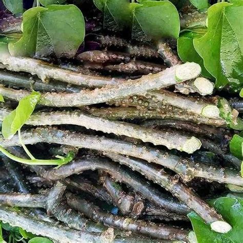 Tinospora Cordifolia Dry Giloy Root Packaging Size 1 Kg5 Kg 20kg Of