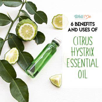 6 Benefits And Uses Of Citrus Hystrix Essential Oil Kaffir Lime Leaf