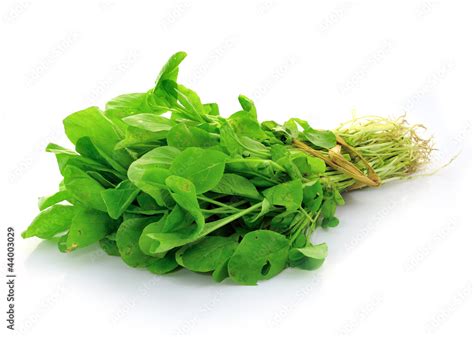Choy Sum A Kind Of Chinese Vegetable In Isolated Background Stock