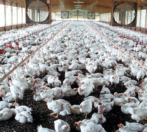 Feed Managing And Birds Weighing Lc Weighing Systems