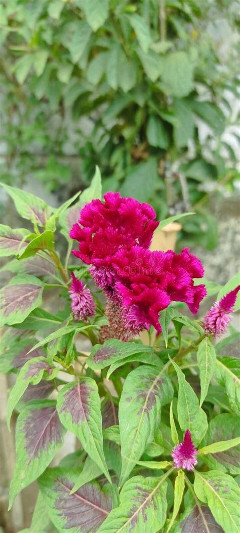 Cock S Comb Plant Celosia Cristata With Beautiful Purple Flowers