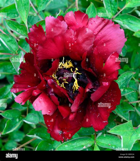 Paeonia Rockii Zi Guan Yu Zhu Red Flowers Tree Peony Peonies Scented