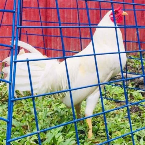 Breeding Ideas And Selling Of Breeding Materials Online