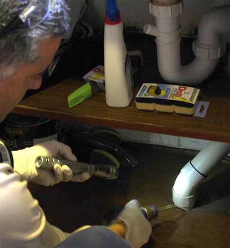 Cockroach Control And Removal Perth Pesti Pest Control