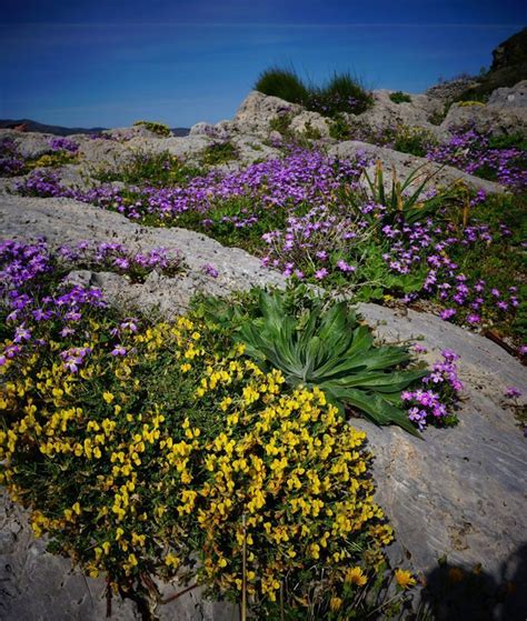 PlantFiles Pictures: Virginia Stock (Malcolmia maritima) by Evert
