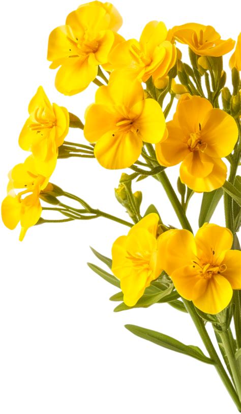 Cosè Lerisimo Sanagol®