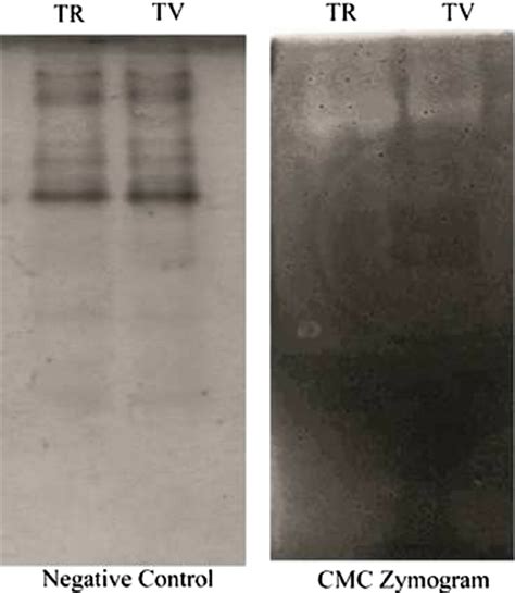 Cellulase Zymogram Of Trichoderma Reesei Tr And Trichoderma Viride