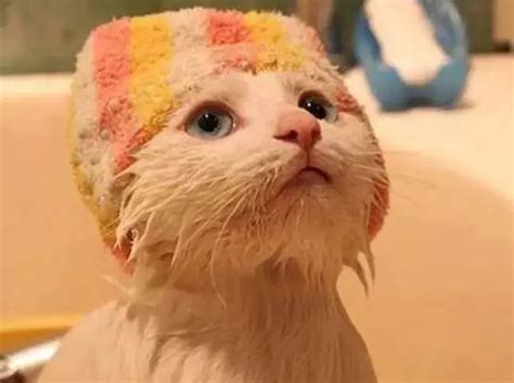 兽医劝告：这些情况的猫咪，不能洗澡 喵百科