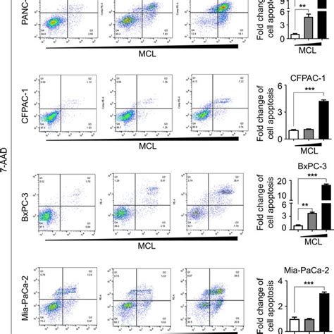 Mcl Induced A Decrease In Mmp And Ros Generation In Pdac Cells A Flow