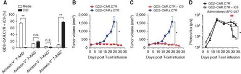 Constitutive Signaling From An Engineered Il7 Receptor Promotes Durable