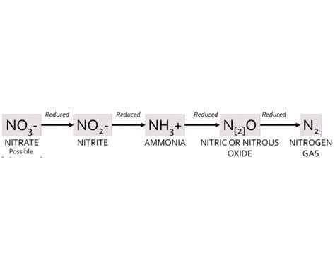 Nitrate Reductase Test In Nitrate Medium Quiz