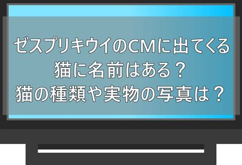ゼスプリキウイのcmに出てくる猫に名前はある？猫の種類や実物の写真は？ ネタ知る