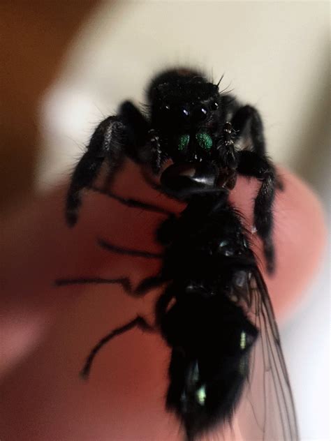 1082 Best Jumping Spider Images On Pholder Spiders Spiderbro And
