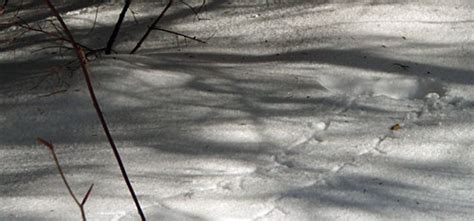 Winter Ruffie Hunting Tips Serious Bird Hunting