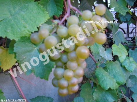 Iļja Muromietis VĪnaoga