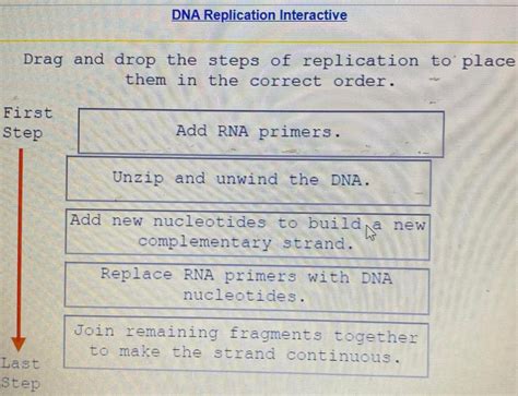 Solved Dna Replication Interactivedrag And Drop The Steps Of