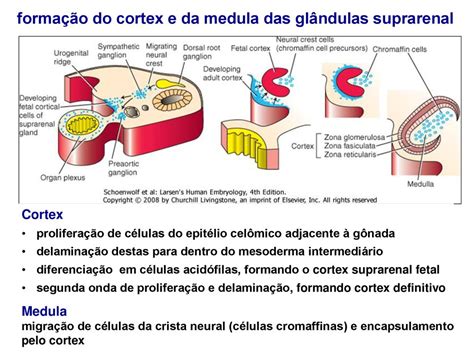 Embriologia Do Sistema Endócrino Ppt Carregar