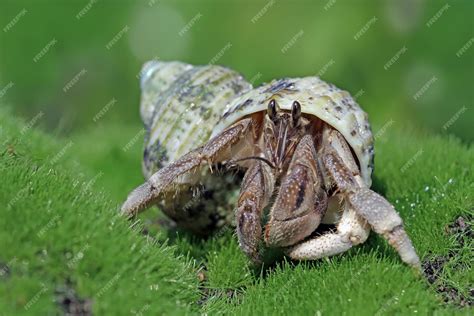 하얀 모래 위를 걷는 소라게 모래 위의 소라게 근접 촬영 무료 사진