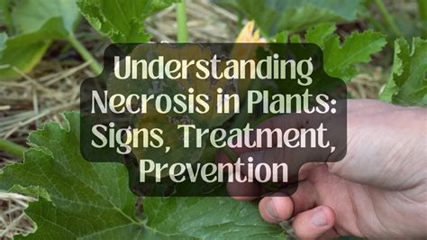 Understanding Necrosis In Plants Signs Treatment Prevention
