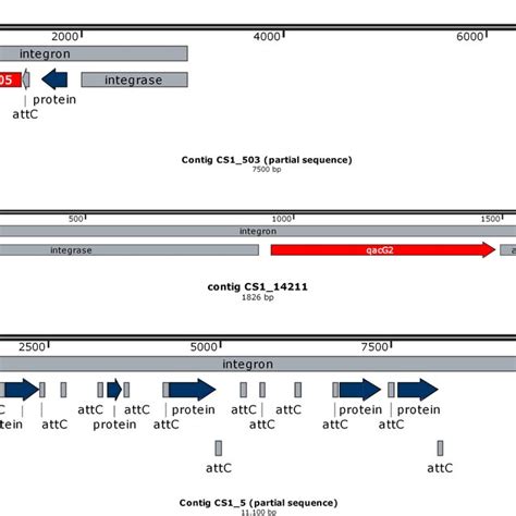 Heatmap Of Antimicrobial Resistance Genes In Metagenomic Assemblies And