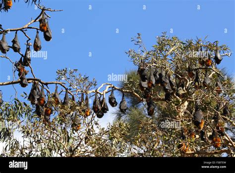 The Grey Headed Flying Fox Pteropus Poliocephalus Is A Megabat Native