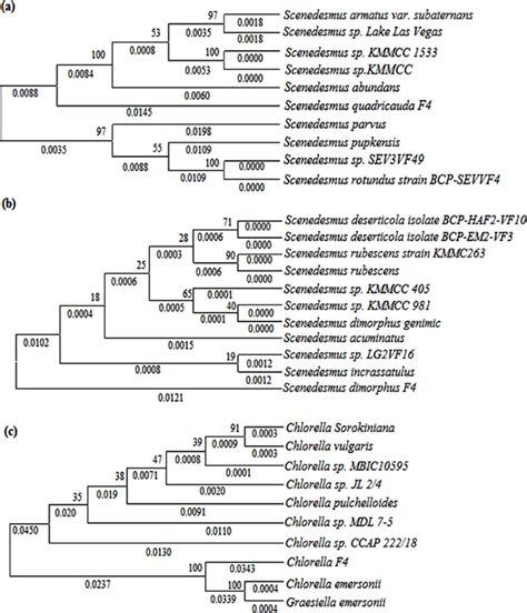 Phylogenetic Trees Of Microalgae A Scenedesmus Quadricauda B