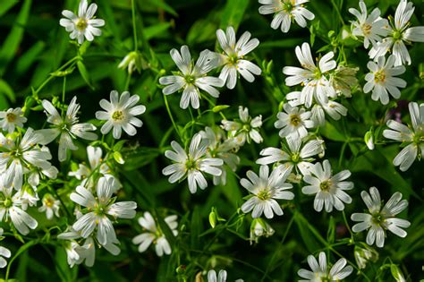 스텔라리아 홀로스테아 별꽃 Stellaria Holostea 또는 Echte Sternmiere의 섬세한 숲 꽃 꽃 배경입니다