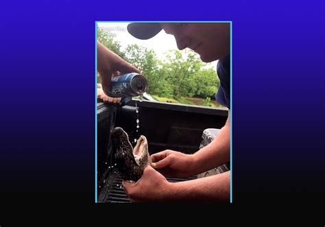 2 Men Charged And Accused Of Forcing Alligator To Drink Beer Wgn Tv