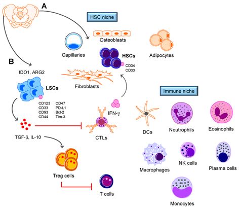 The Immune Landscape Of Normal A And Leukemic B Bm The Bm