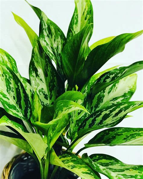 Aglaonema Commutatum Lnj Garden
