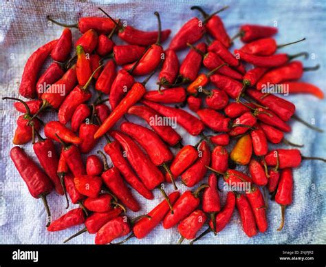 Chilli Photography Hi Res Stock Photography And Images Alamy