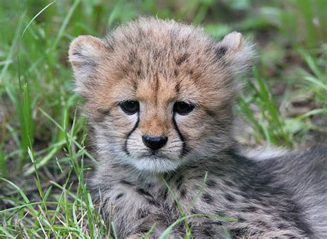 Royalty Free Cheetah African Cheetah Domestic Cat Undomesticated Cat