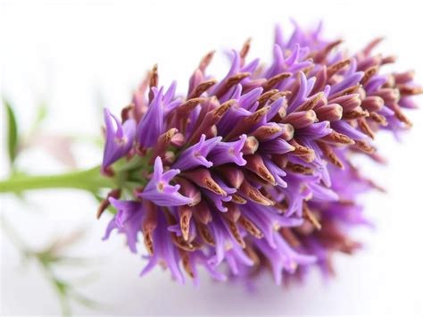 Flaxseed 14 Surprising Features Worth Knowing
