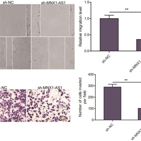 Knockdown Of Mnx1 As1 Inhibits Lscc Cell Migration And Invasion A