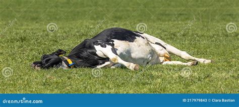 Cow Lying Stretched Out In The Pasture Relaxed And Happy Lazy