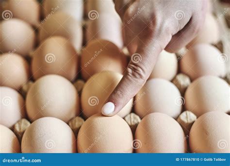 Hand Points To Egg Gender Or Sex Selection Stock Photo Image Of Pregnancy Gender 177867810