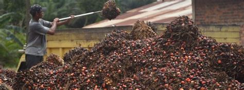 The Challenges Of Eudr Implementation In Indonesia