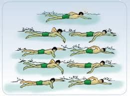 Jelaskan Teknik Dasar Renang Gaya Bebas Homecare